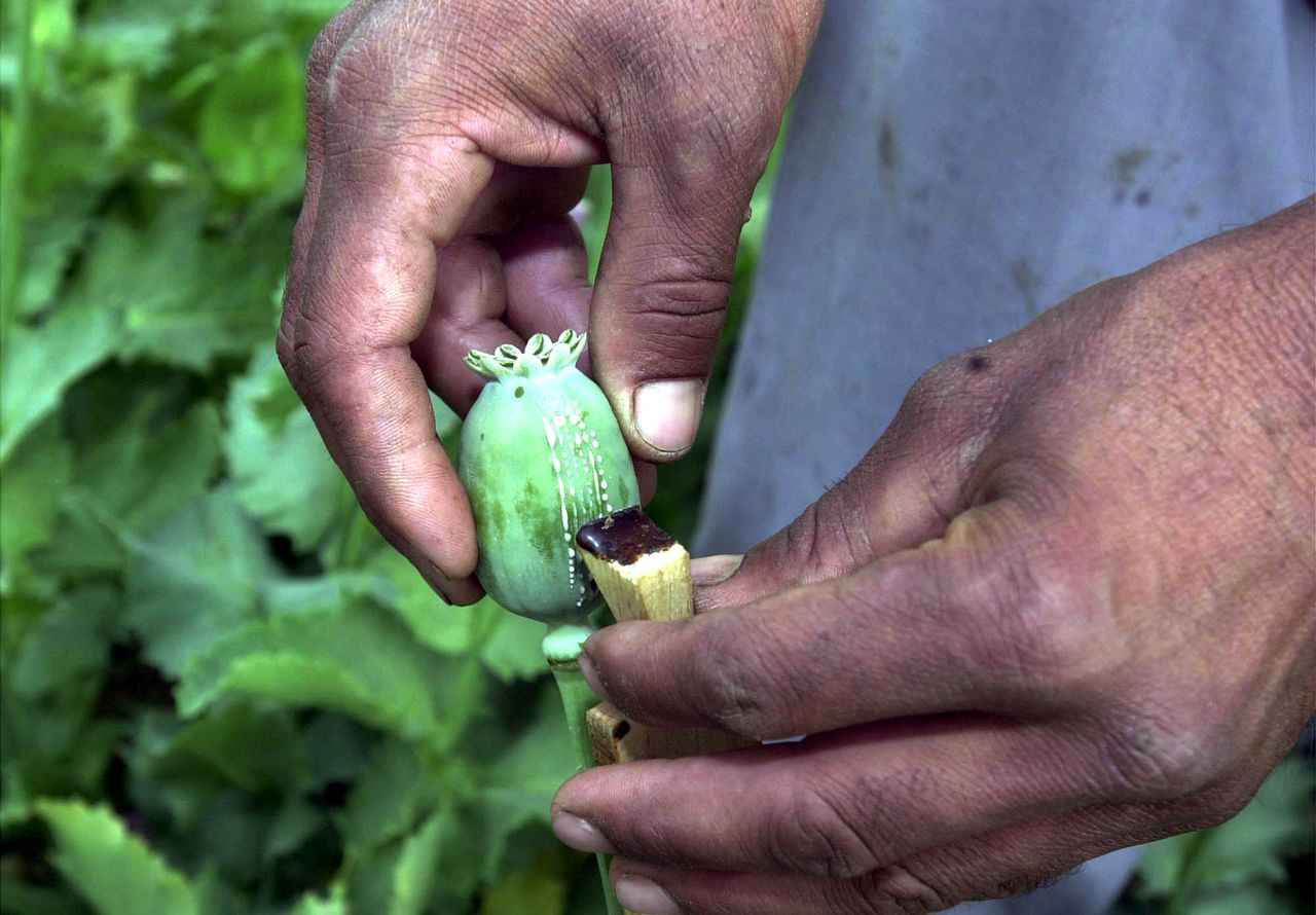 Can the Taliban’s opium ban help Afghanistan shed its drug economy ...