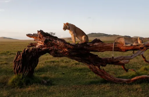 Mfanyabiashara wa Namibia auawa na simba jike akiwa safari mbugani na ...