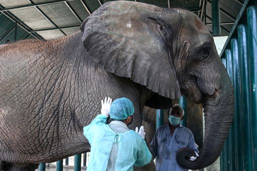 'The heavy dose': Two elephants in Pakistan swallow 400 pills a day to ...