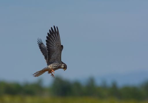 Birds without borders: Africa rallies world to save wetlands critical ...